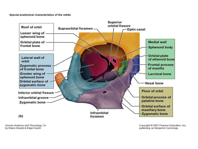 Anatomy of maxilla and mandible | PPT