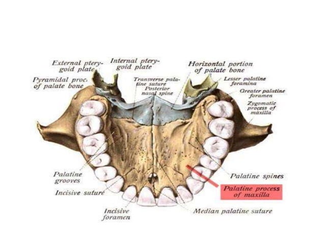 Anatomy of maxilla and mandible | PPT