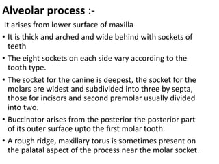 Anatomy of maxilla and mandible | PPTX