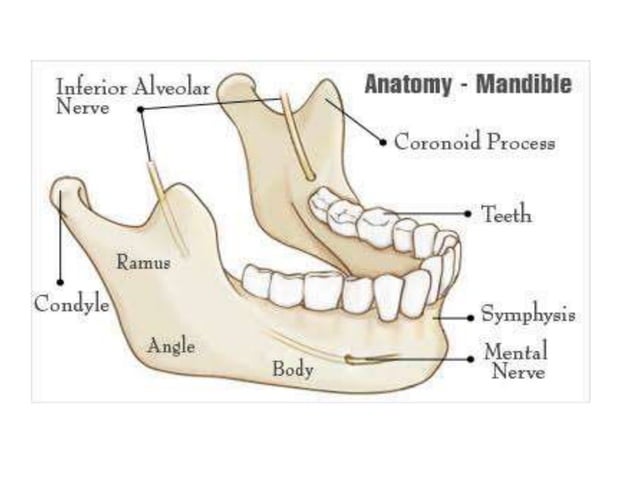 Anatomy of maxilla and mandible | PPT