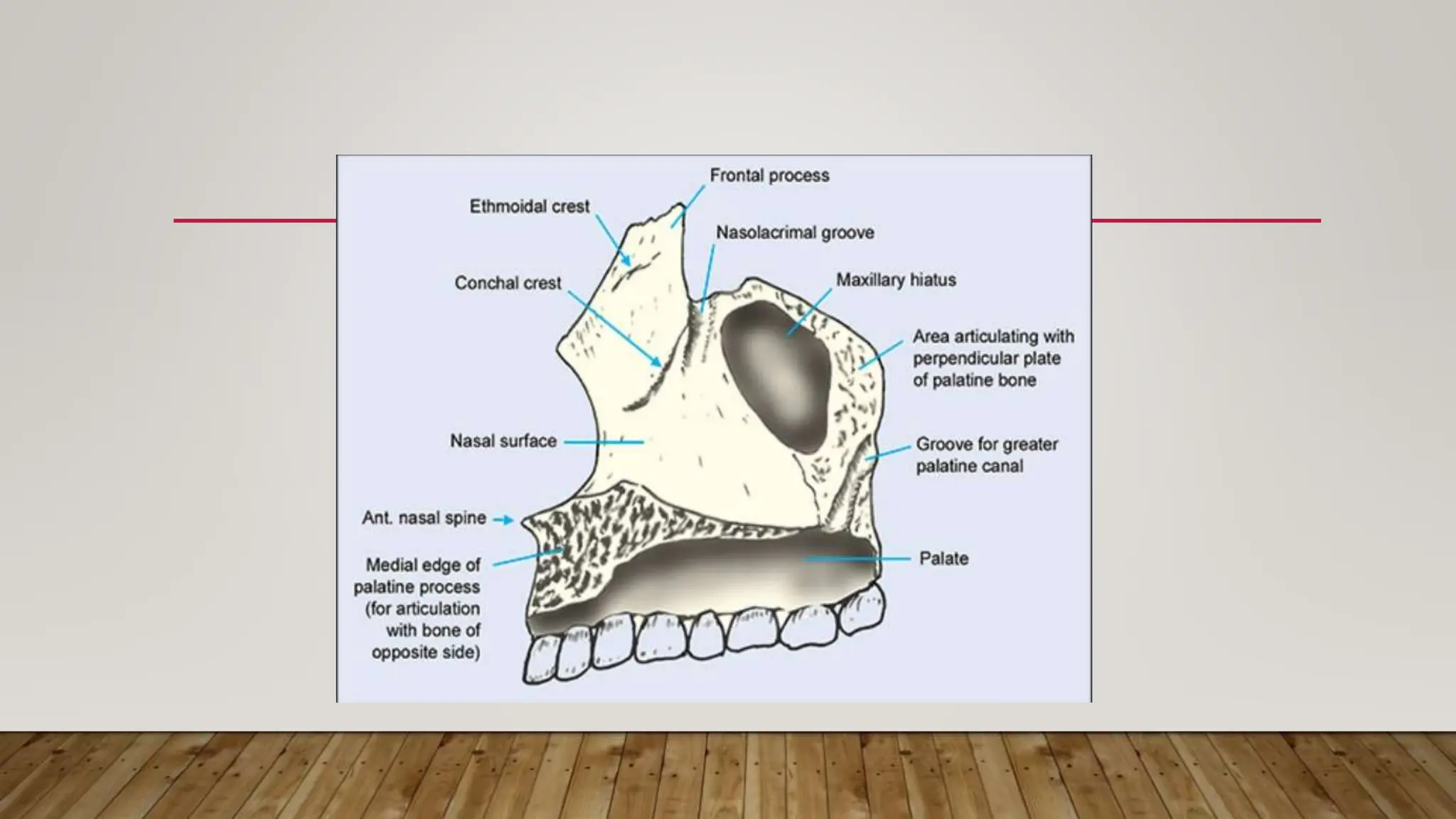 anatomy of maxilla oral and maxillofacial surgery topic OMFS | PPTX
