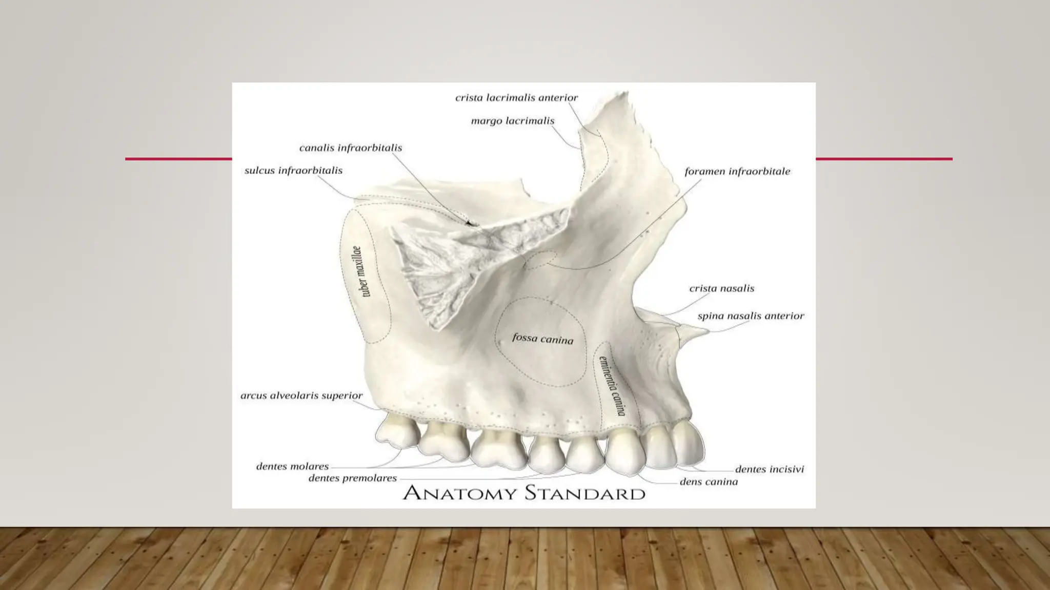 anatomy of maxilla oral and maxillofacial surgery topic OMFS | PPT