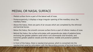 anatomy of maxilla oral and maxillofacial surgery topic OMFS | PPTX