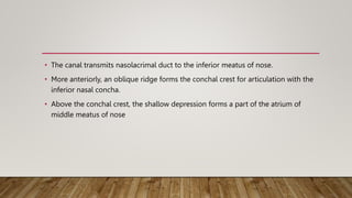 anatomy of maxilla oral and maxillofacial surgery topic OMFS | PPTX