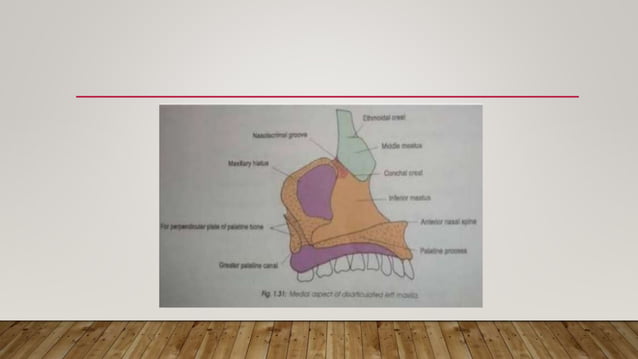 anatomy of maxilla oral and maxillofacial surgery topic OMFS | PPT