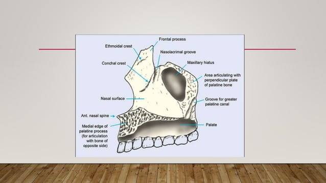 anatomy of maxilla oral and maxillofacial surgery topic OMFS | PPT