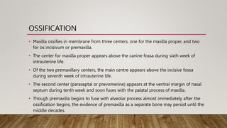 anatomy of maxilla oral and maxillofacial surgery topic OMFS | PPTX