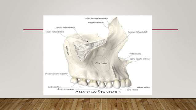 anatomy of maxilla oral and maxillofacial surgery topic OMFS | PPT