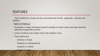 anatomy of maxilla oral and maxillofacial surgery topic OMFS | PPT