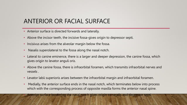 anatomy of maxilla oral and maxillofacial surgery topic OMFS | PPT