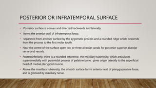 anatomy of maxilla oral and maxillofacial surgery topic OMFS | PPTX