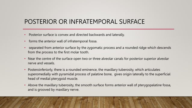 anatomy of maxilla oral and maxillofacial surgery topic OMFS | PPT
