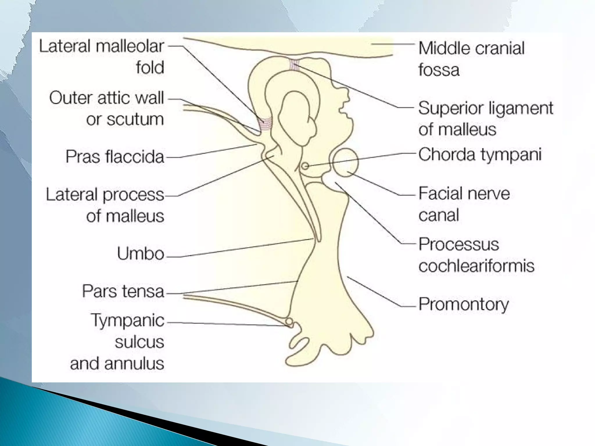 ANATOMY OF MIDDLE EAR CLEFT | PPT