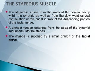 ANATOMY OF MIDDLE EAR CLEFT | PPT