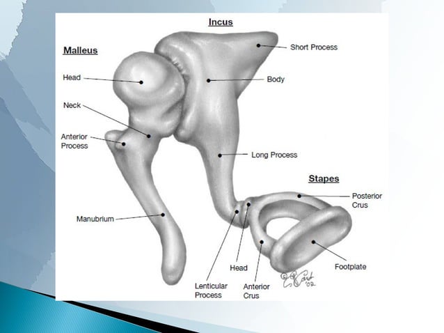 ANATOMY OF MIDDLE EAR CLEFT