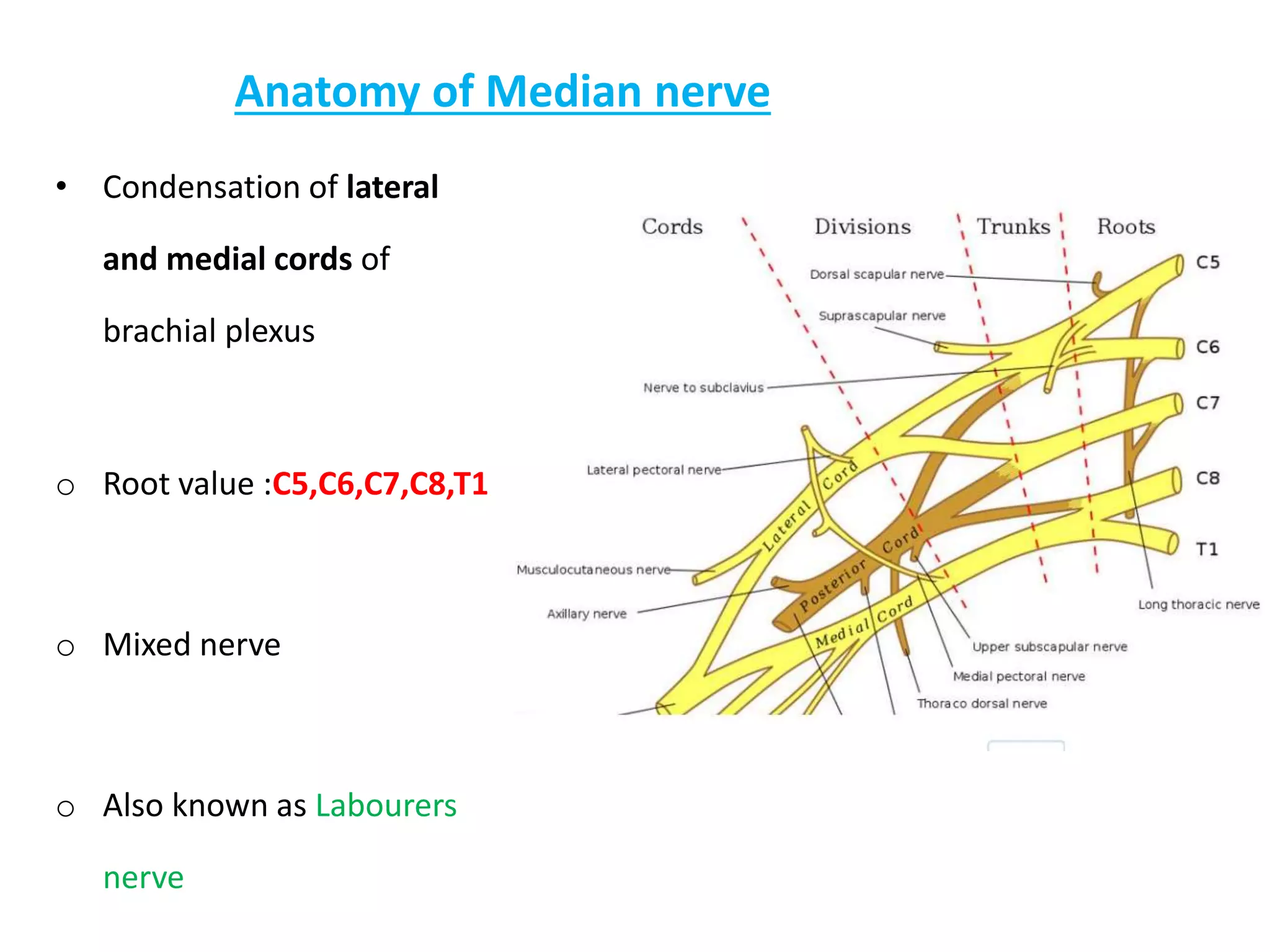 Anatomy of median nerve | PPTX