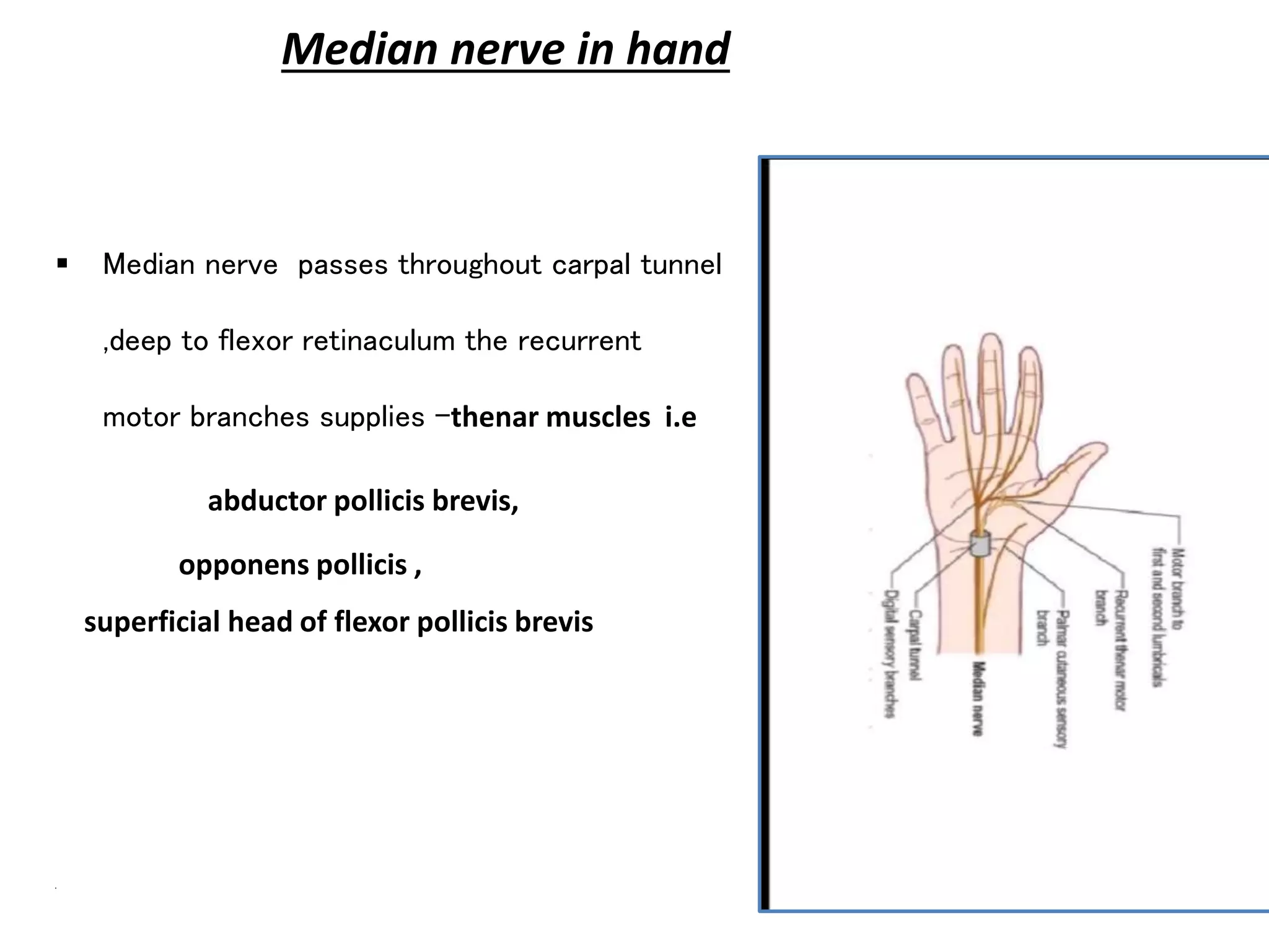 Anatomy of median nerve | PPTX