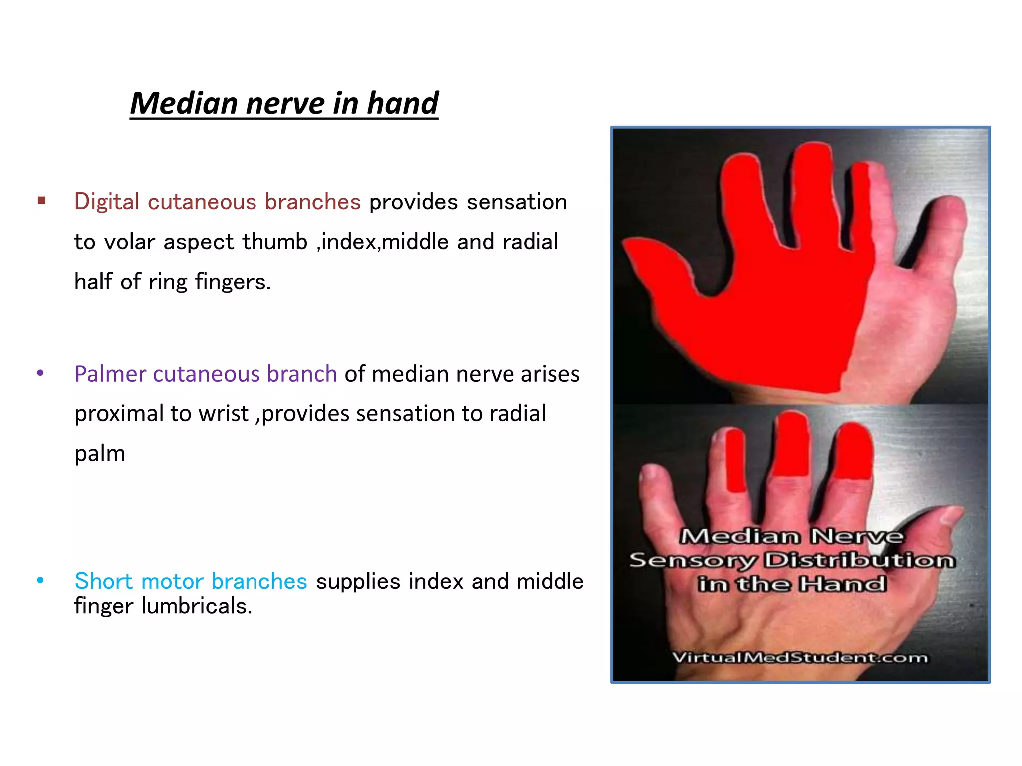 Anatomy of median nerve | PPTX
