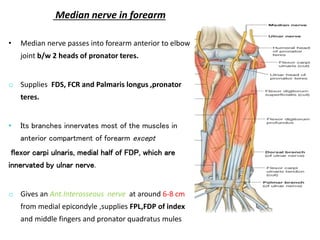 Anatomy of median nerve | PPTX