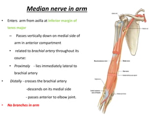 Median Nerve Anatomy
