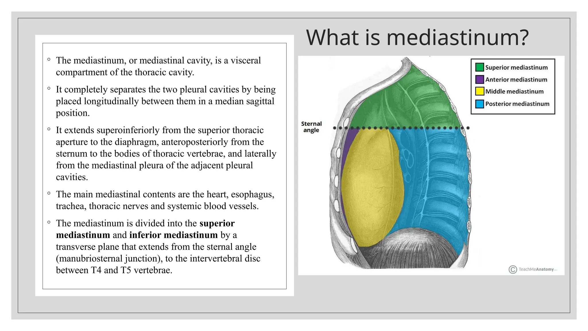 Anatomy of mediastinum- med student anatomy.pptx