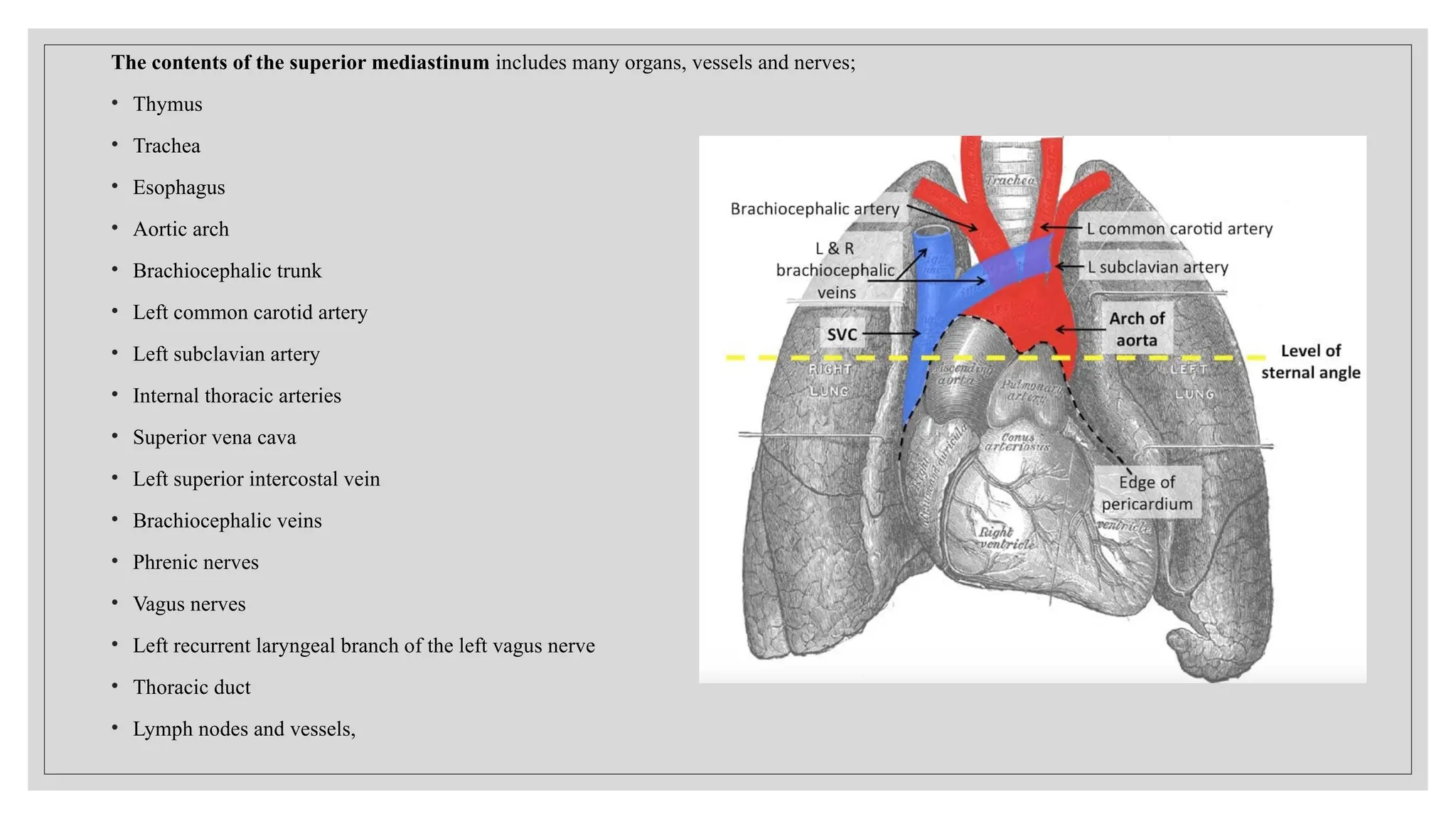 Anatomy of mediastinum- med student anatomy.pptx
