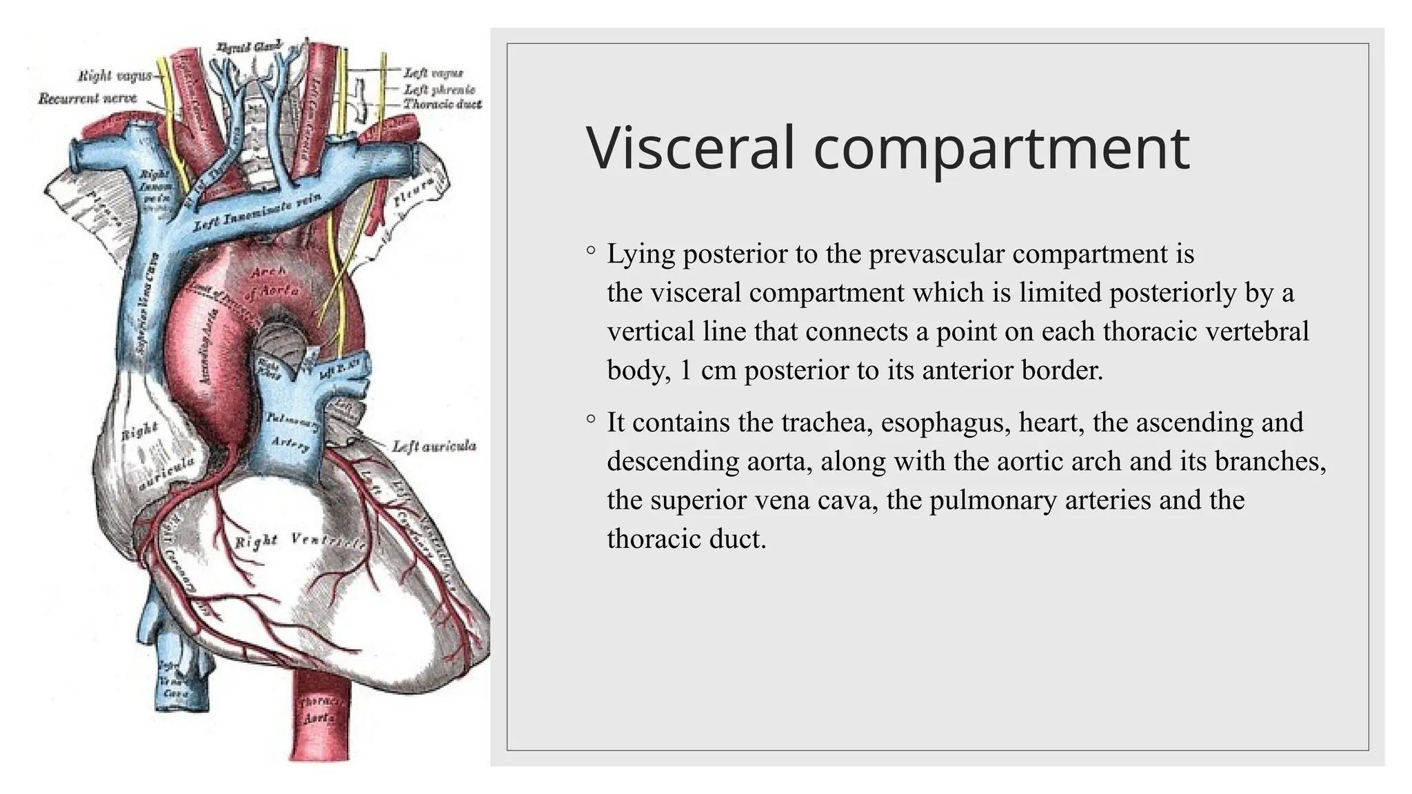 Anatomy of mediastinum- med student anatomy.pptx