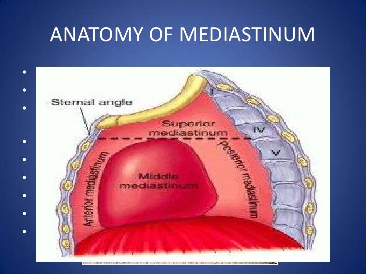 Anatomy of mediastinum and its disorders