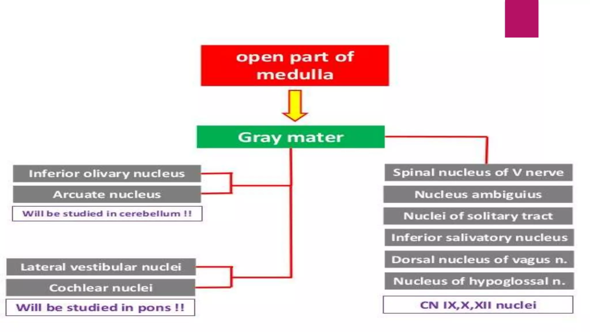 Anatomy of medulla oblangata | PPTX