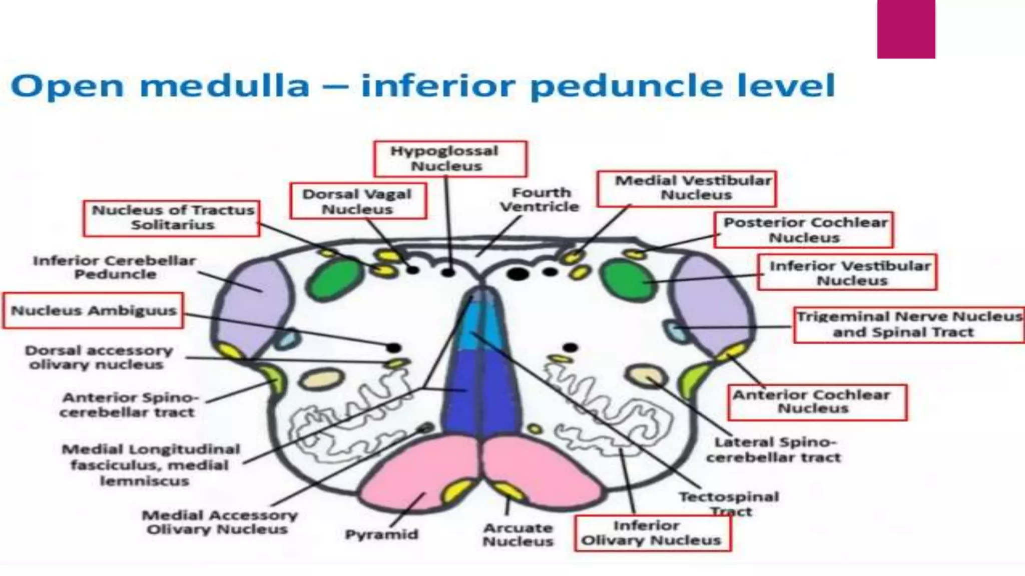 Anatomy of medulla oblangata | PPTX