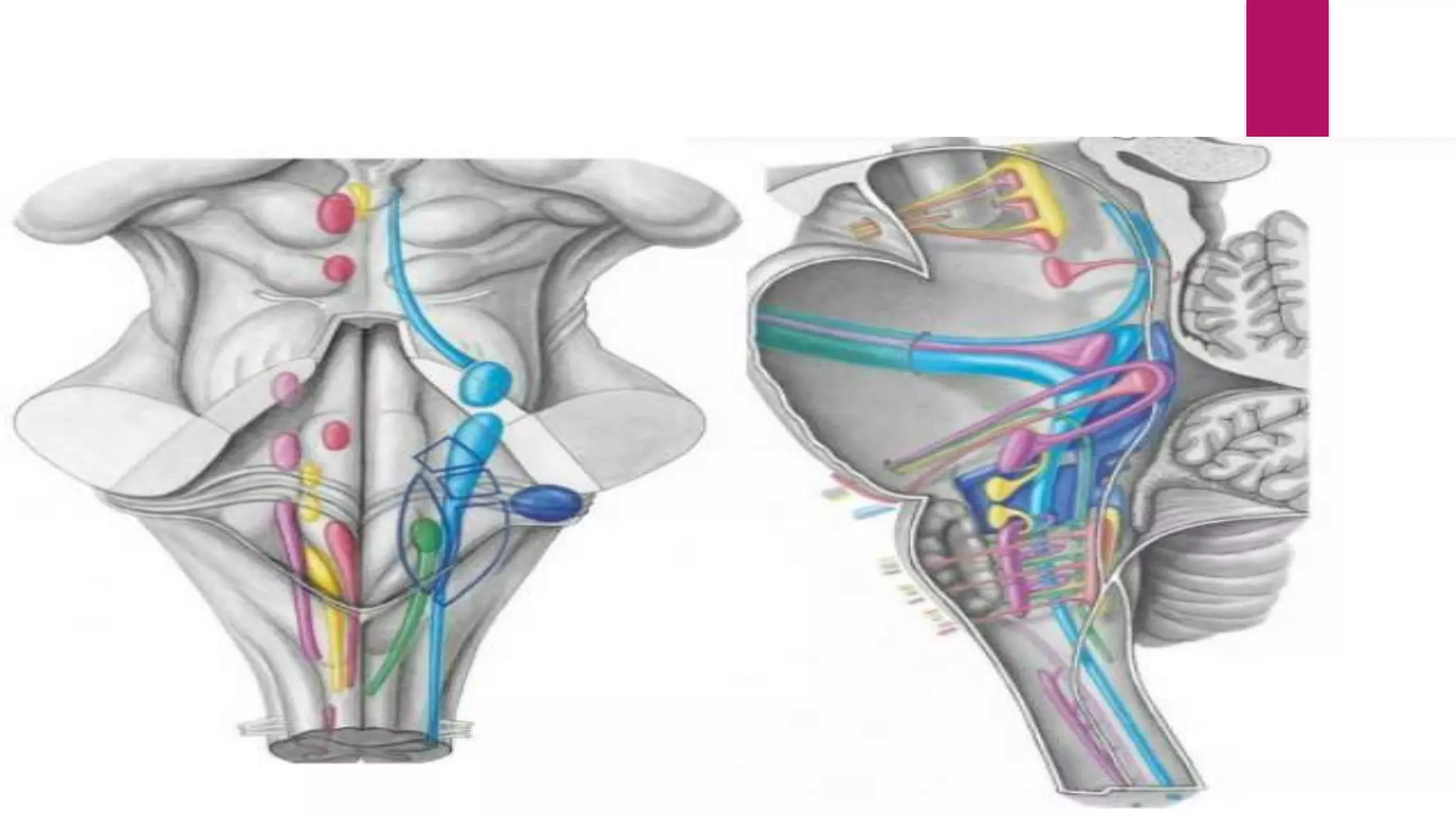 Anatomy of medulla oblangata | PPTX