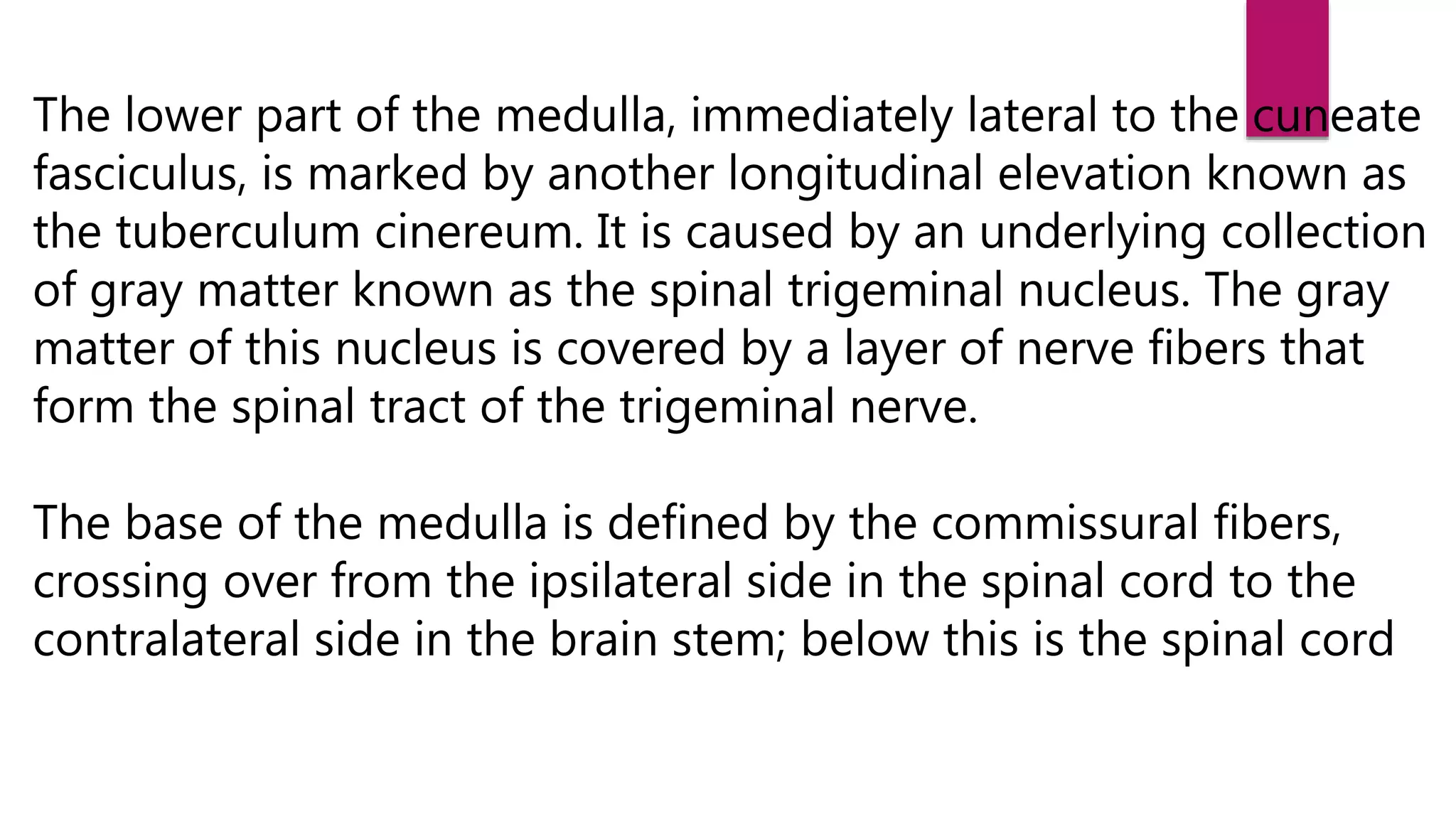 Anatomy of medulla oblangata | PPT