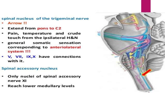 Anatomy of medulla oblangata | PPTX | Brain and Nervous System ...