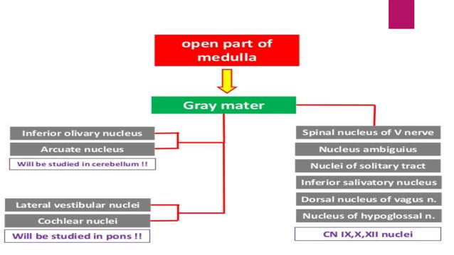 Anatomy of medulla oblangata | PPTX | Brain and Nervous System ...