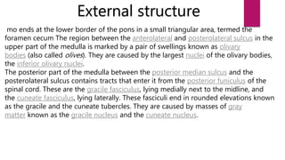 Anatomy of medulla oblangata | PPTX