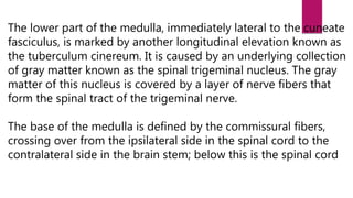 Anatomy of medulla oblangata | PPTX