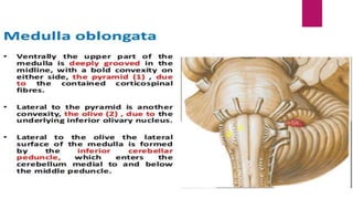 Anatomy of medulla oblangata | PPTX