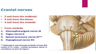 Anatomy of medulla oblangata | PPTX