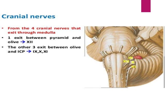 Anatomy of medulla oblangata | PPTX | Brain and Nervous System ...