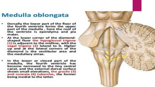 Anatomy of medulla oblangata | PPTX