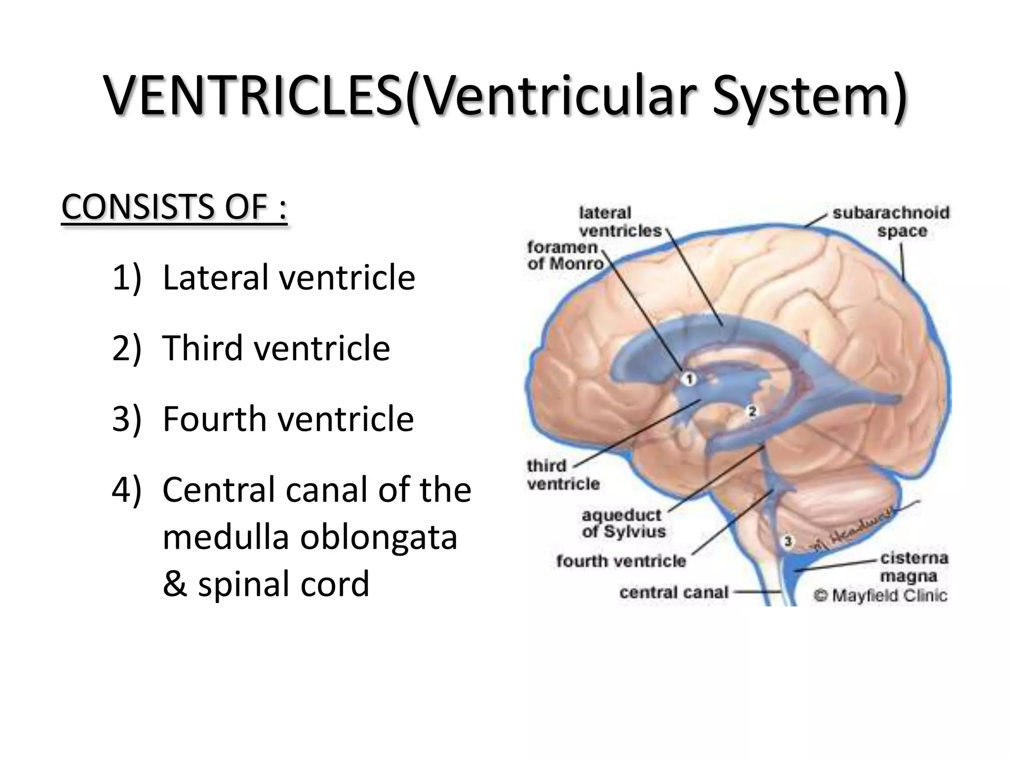 Anatomy of meninges, ventricles, cerebrospinal fluid | PPTX