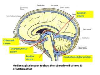 Anatomy of meninges, ventricles, cerebrospinal fluid | PPT
