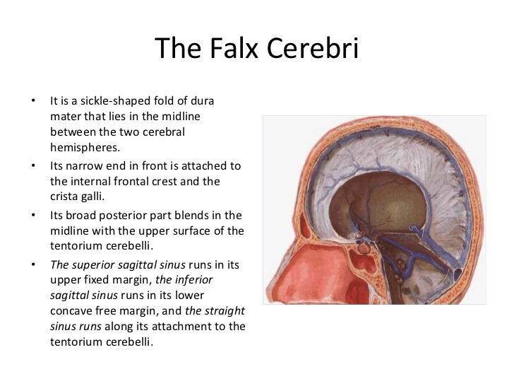 Cns Falx Cerebri