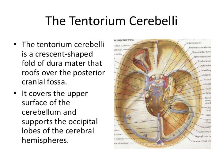 Anatomy of meninges, ventricles, cerebrospinal fluid