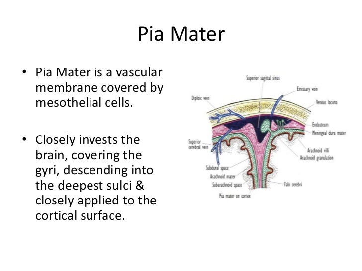 Anatomy of meninges, ventricles, cerebrospinal fluid