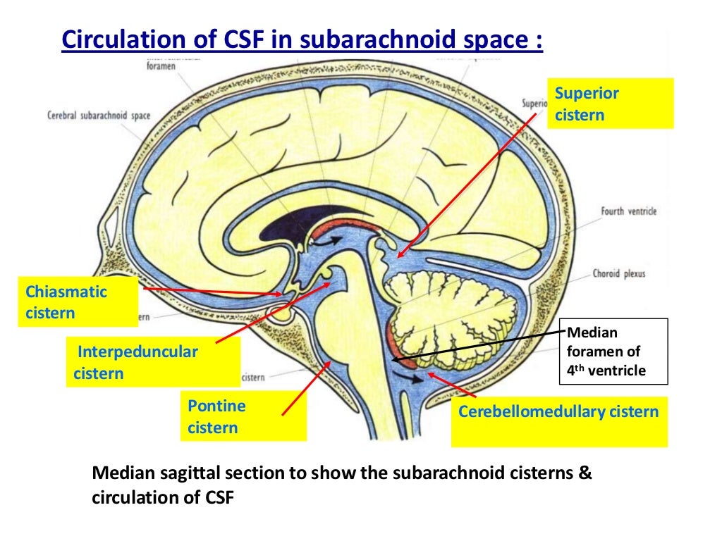 Anatomy of meninges, ventricles, cerebrospinal fluid