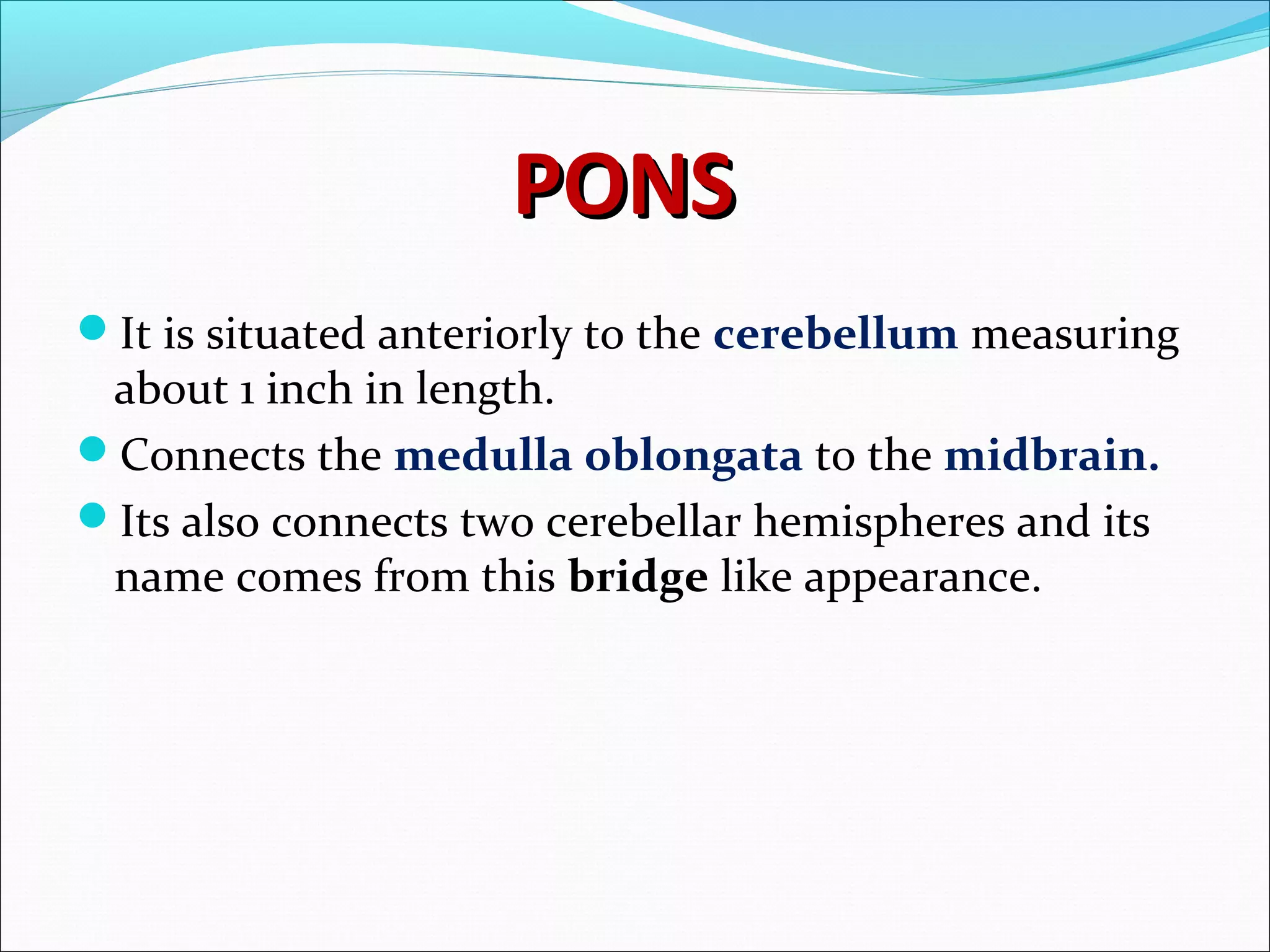 Anatomy of midbrain & pons | PPT