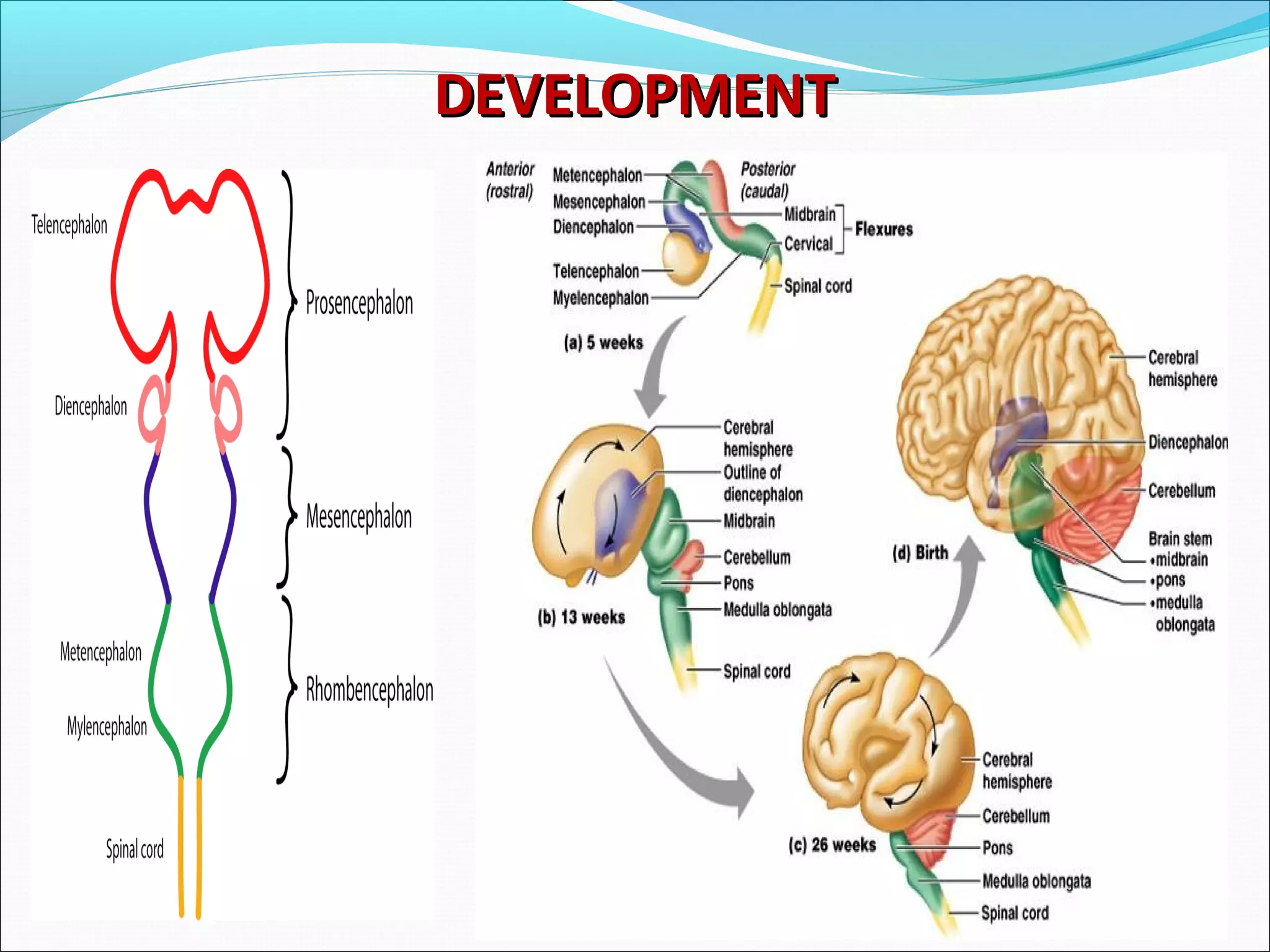 Anatomy of midbrain & pons | PPT