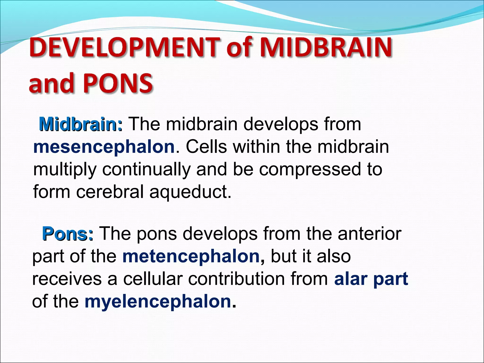Anatomy of midbrain & pons | PPT