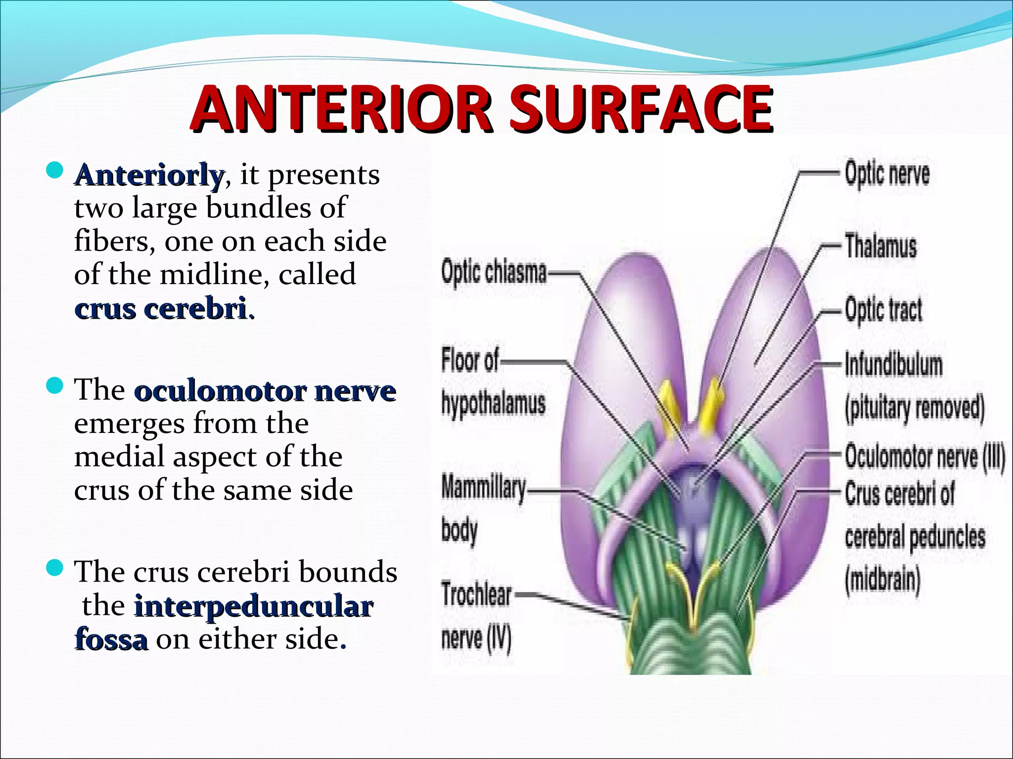 Anatomy of midbrain & pons | PPT